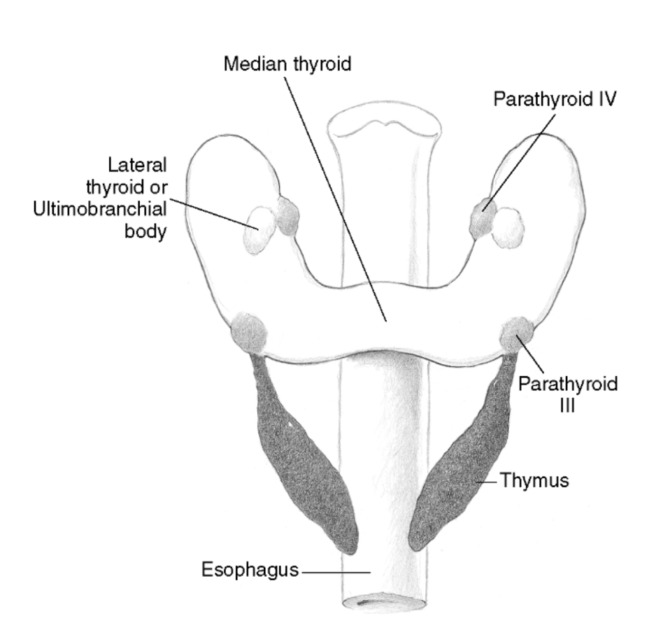 Thyroid Embryology Part 2 – Rodrigo Arrangoiz MS, MD, FACS, FSSO