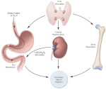 Laboratory Test Ordered in Primary Hyperparathyroidism (PHPT) – Rodrigo ...