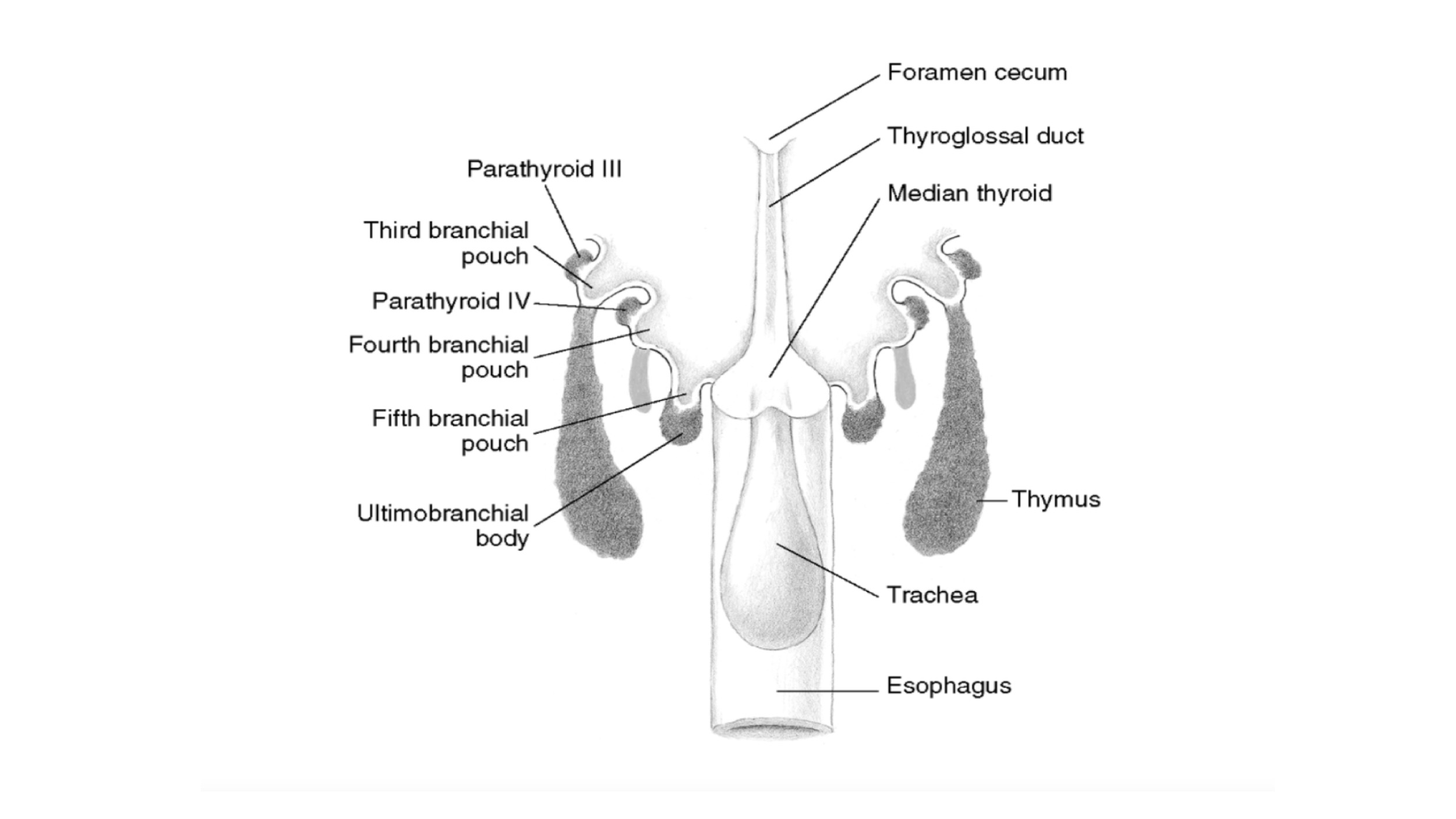 Parathyroid Gland Embryology – Rodrigo Arrangoiz MS, MD, FACS, FSSO