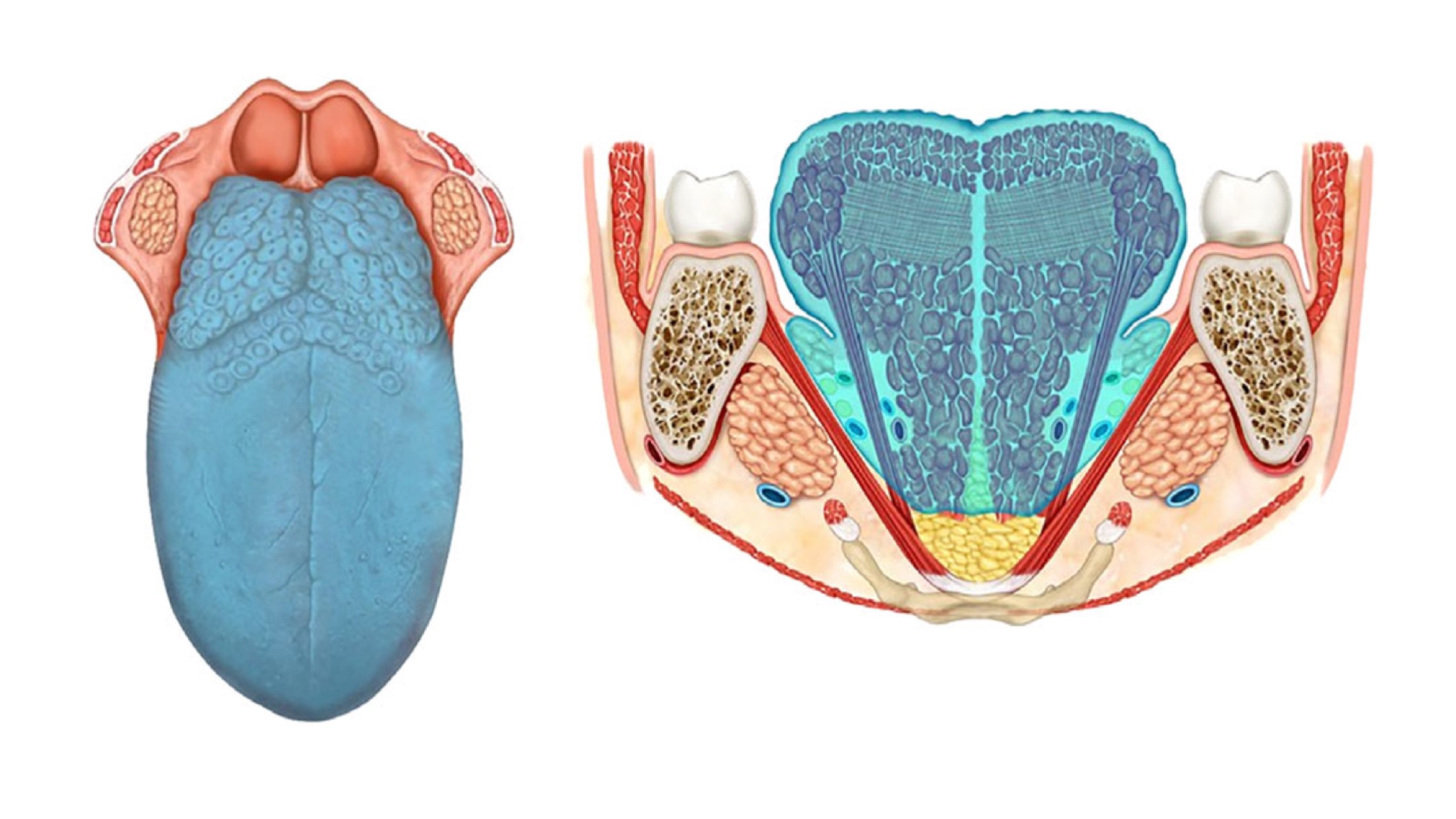 Classification of Glossectomies – Rodrigo Arrangoiz MS, MD, FACS, FSSO