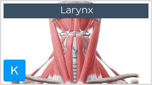 Anatomy and Staging of Laryngeal Cancer – Rodrigo Arrangoiz MS, MD ...