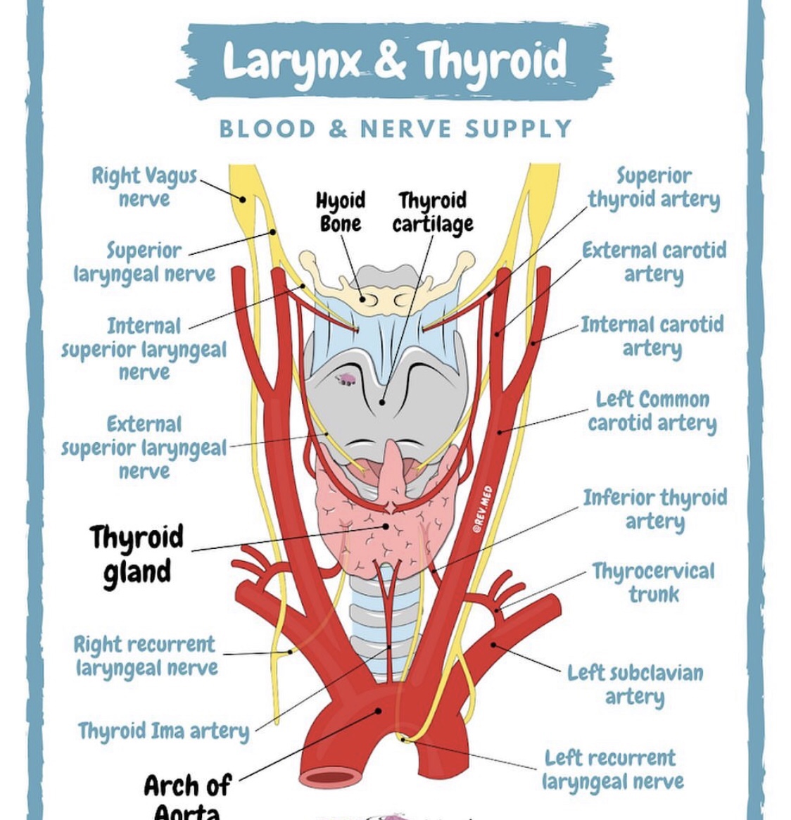 Five things you should know about the Surgical Anatomy of the Thyroid ...