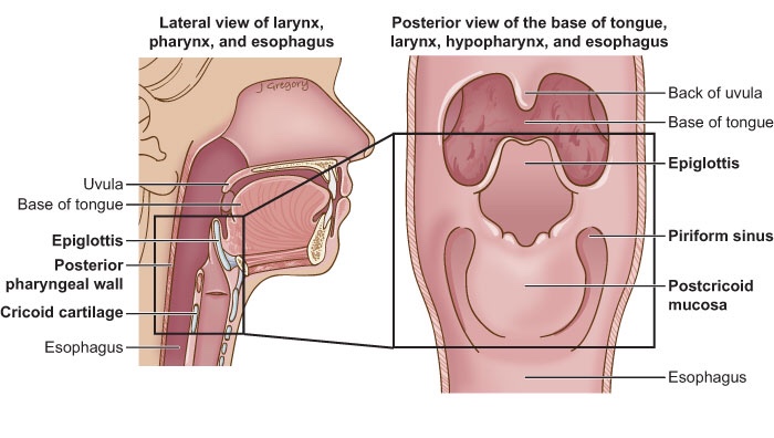 Hypopharynx – Rodrigo Arrangoiz MS, MD, FACS, FSSO