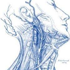 Head and Neck Surgery / Cirugia de Cabeza y Cuello – Rodrigo Arrangoiz ...