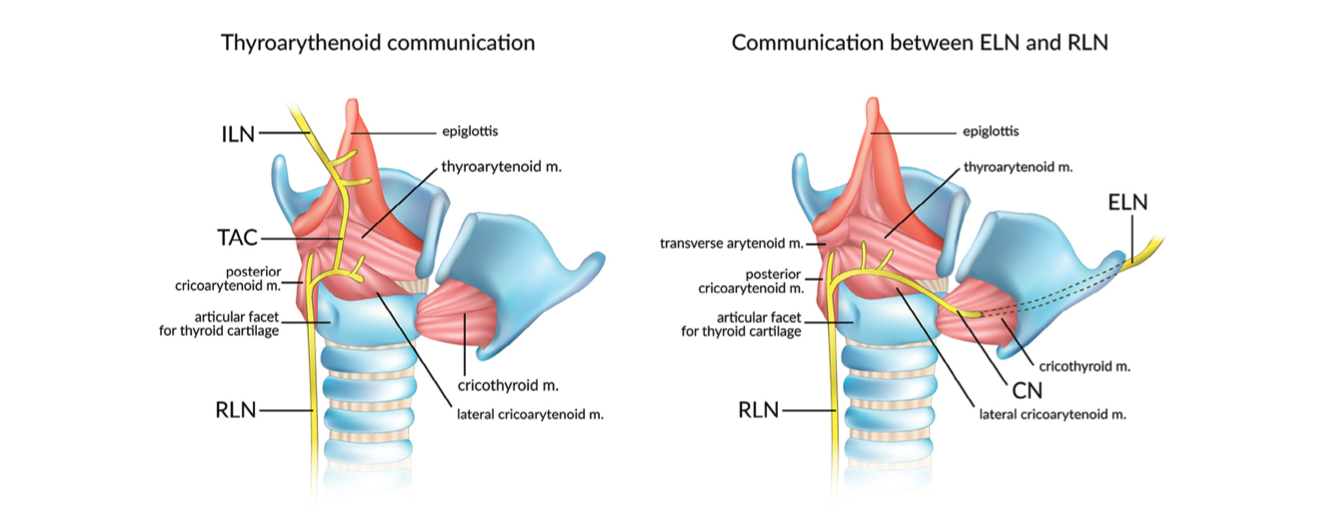 The Anastomoses of the Recurrent Laryngeal Nerve in the Larynx ...