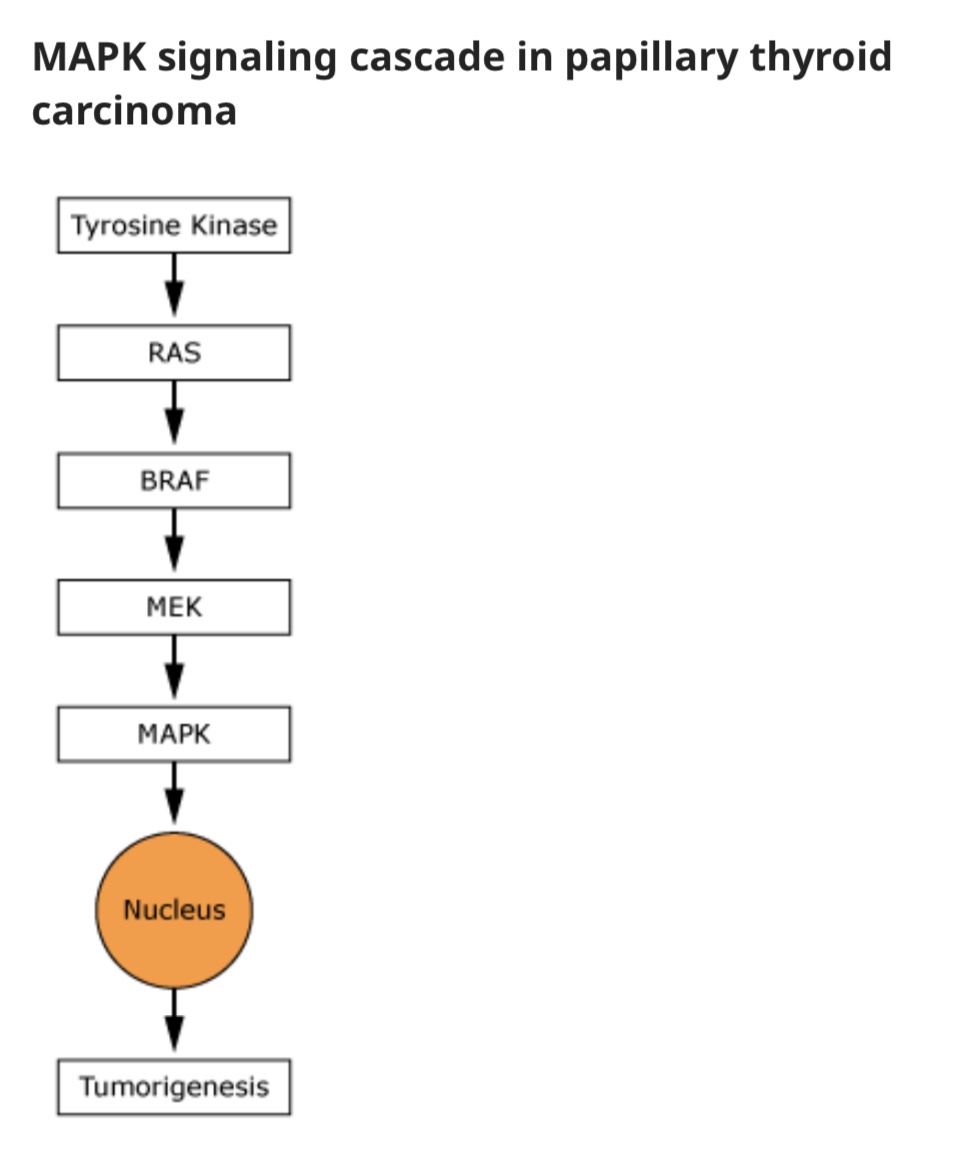 MAPK Signaling Cascade in Papillary Thyroid Carcinoma – Rodrigo ...