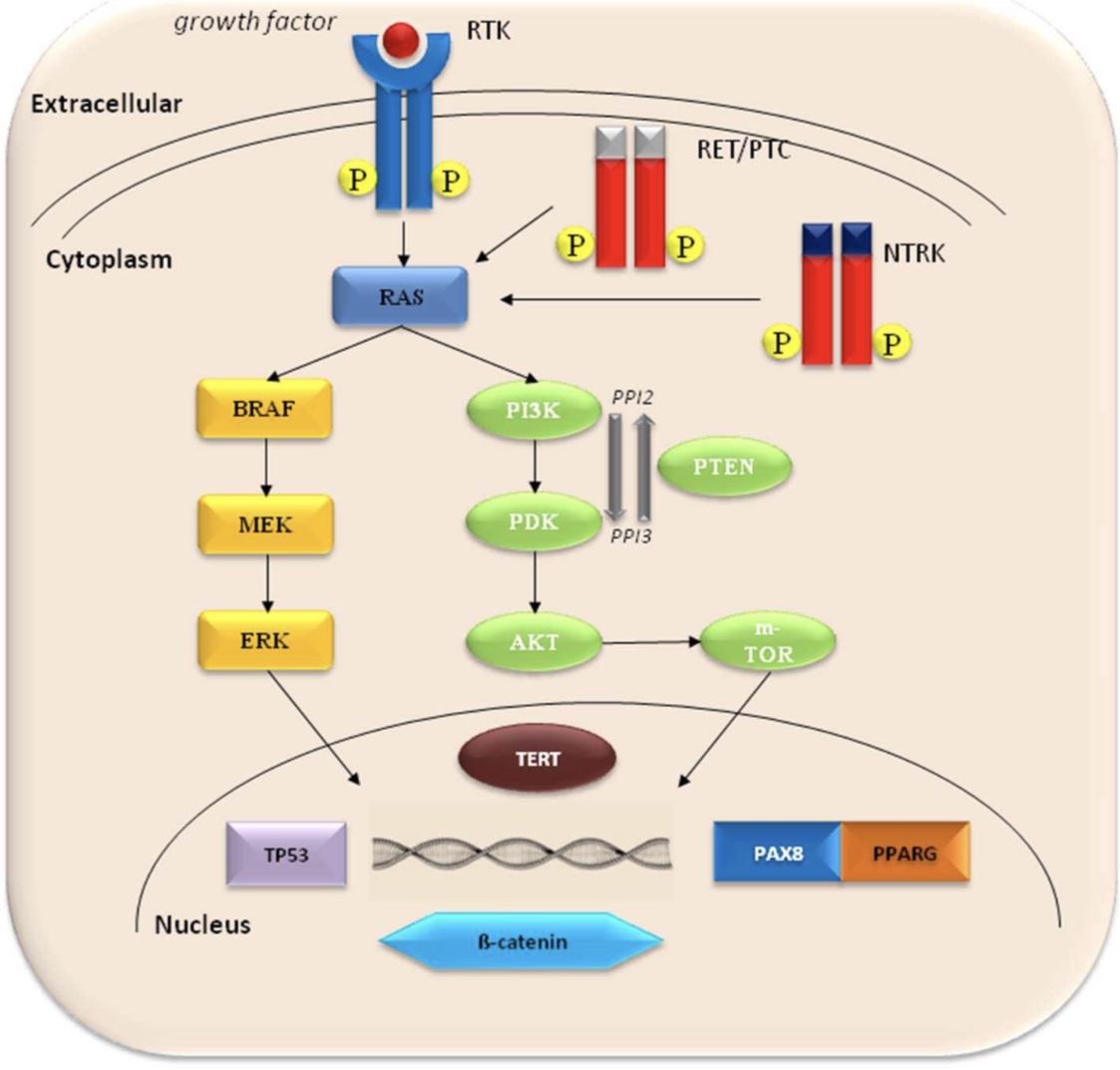 RAS Gene Mutations in Thyroid Cancer – Rodrigo Arrangoiz MS, MD, FACS, FSSO