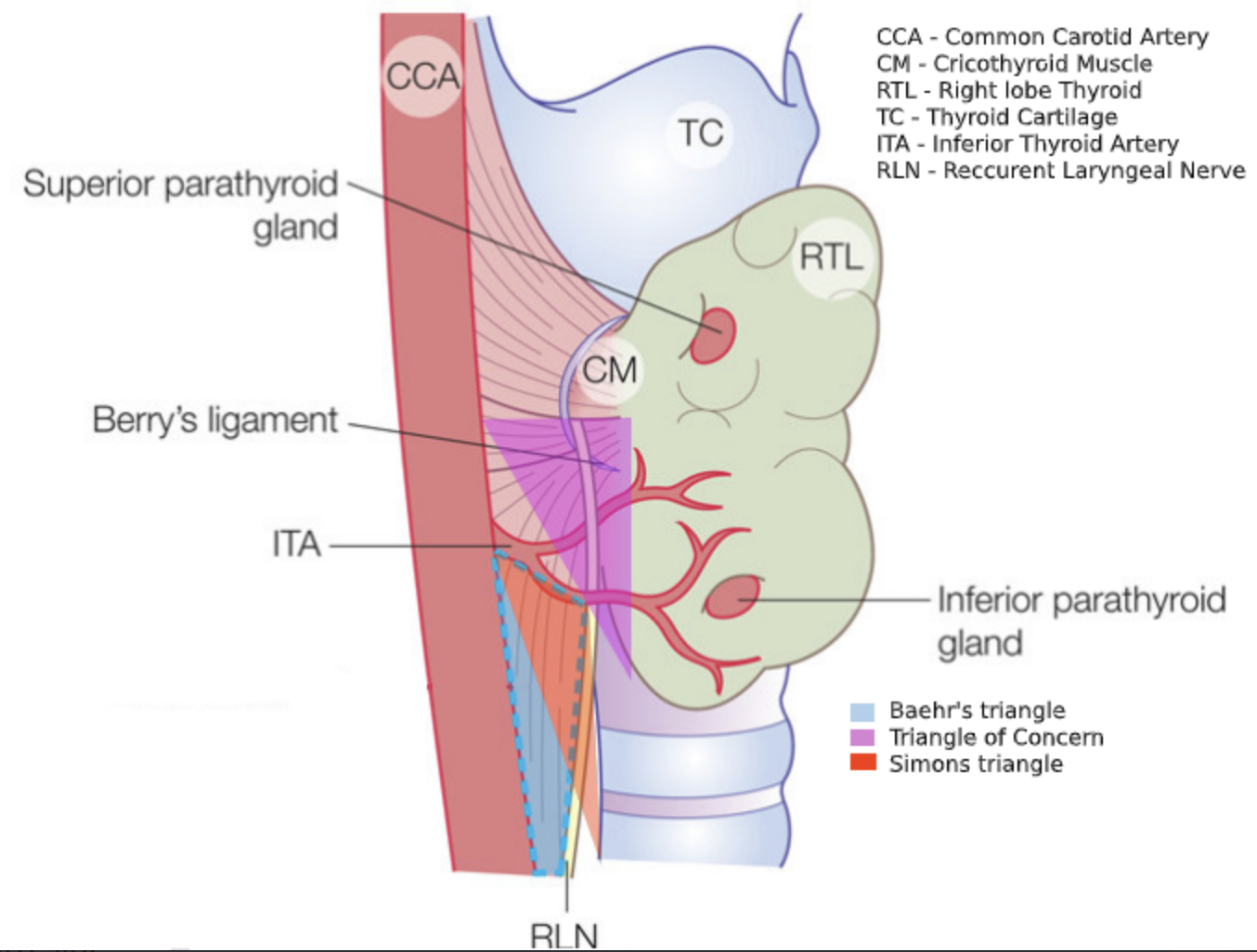 Beahrs Triangle or Riddle’s Triangle – Rodrigo Arrangoiz MS, MD, FACS, FSSO