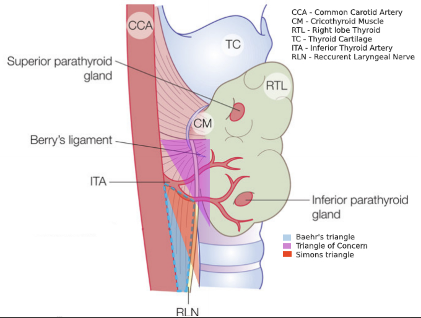 RLN Triangle and Triangle of Concern – Rodrigo Arrangoiz MS, MD, FACS, FSSO