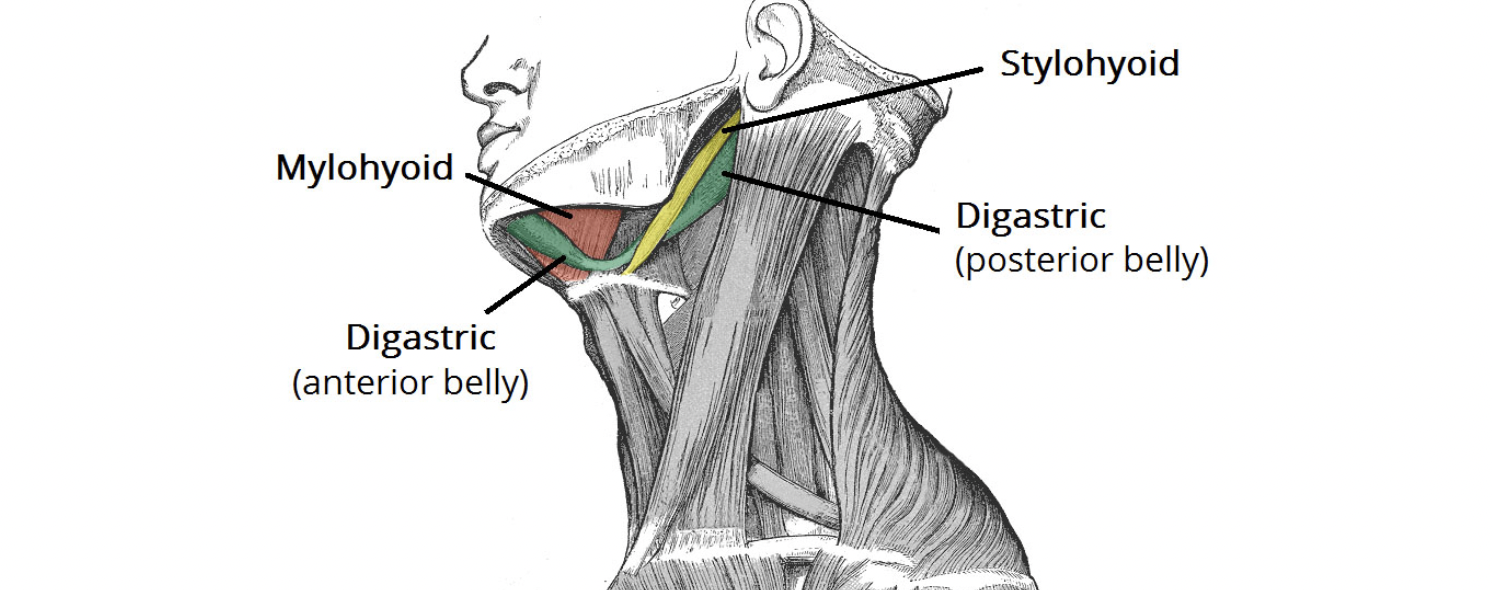 Suprahyoid Muscles – Rodrigo Arrangoiz MS, MD, FACS, FSSO