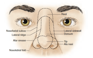 Excision Lesions on the Nose and Reconstruction of Surgical Defects ...