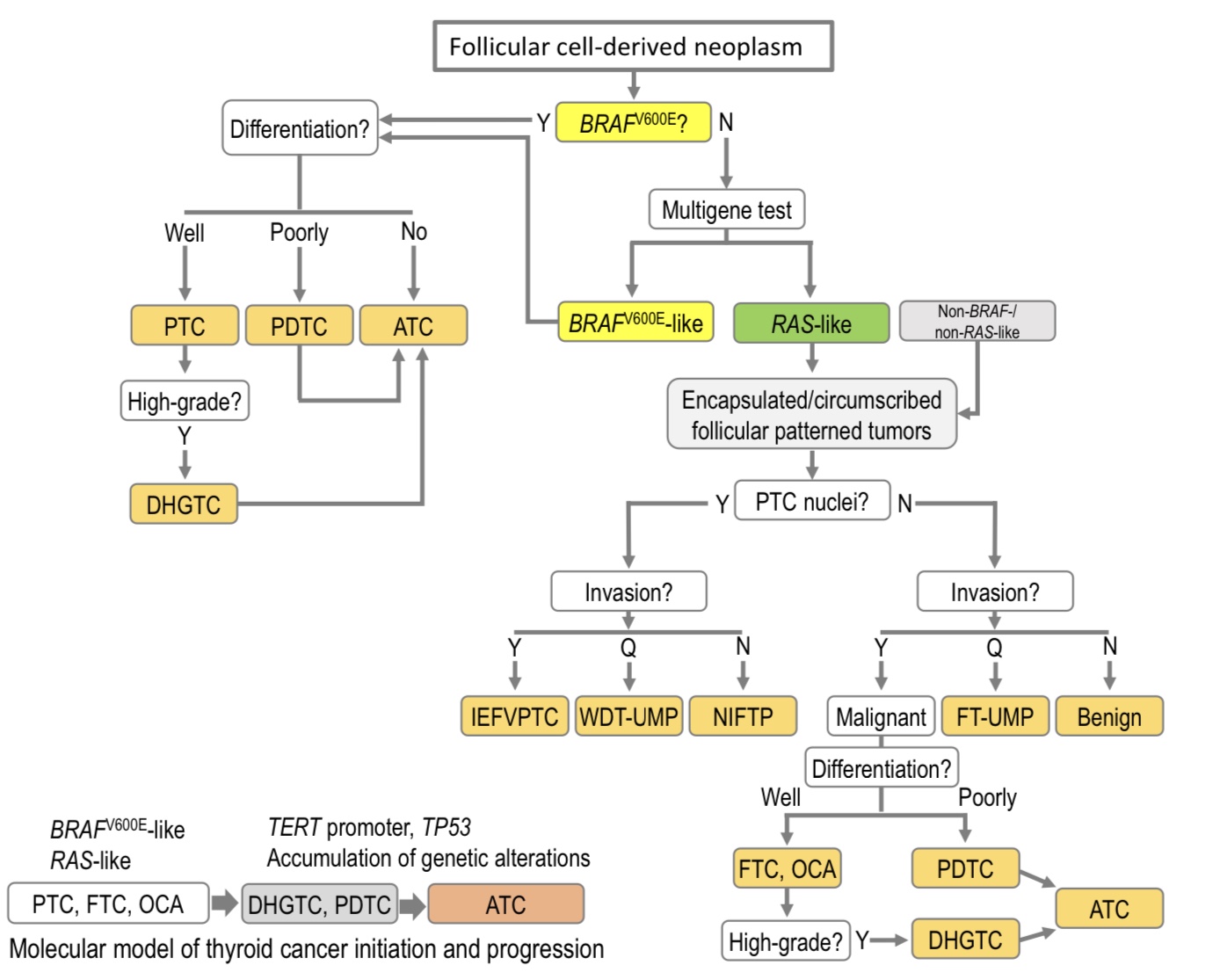 Invasive Encapsulated Follicular Variant of Papillary Thyroid Carcinoma ...