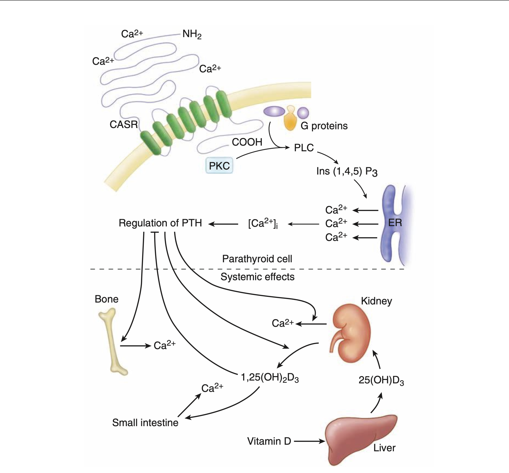 Parathyroid Physiology and Calcium Homeostasis – Rodrigo Arrangoiz MS ...
