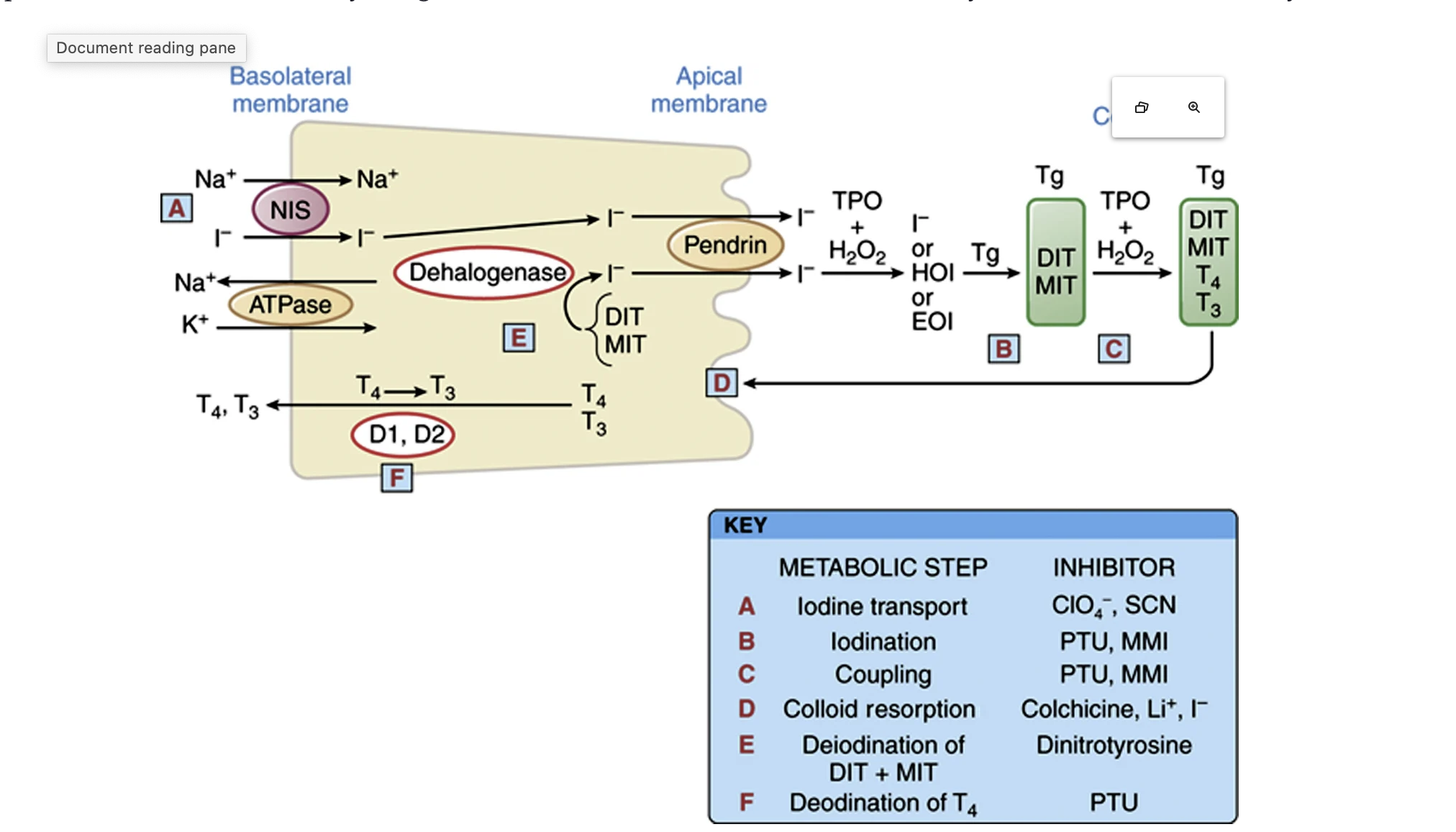 Sodium Iodide Symporter (NIS) of the Thyroid Follicular Cell – Rodrigo ...