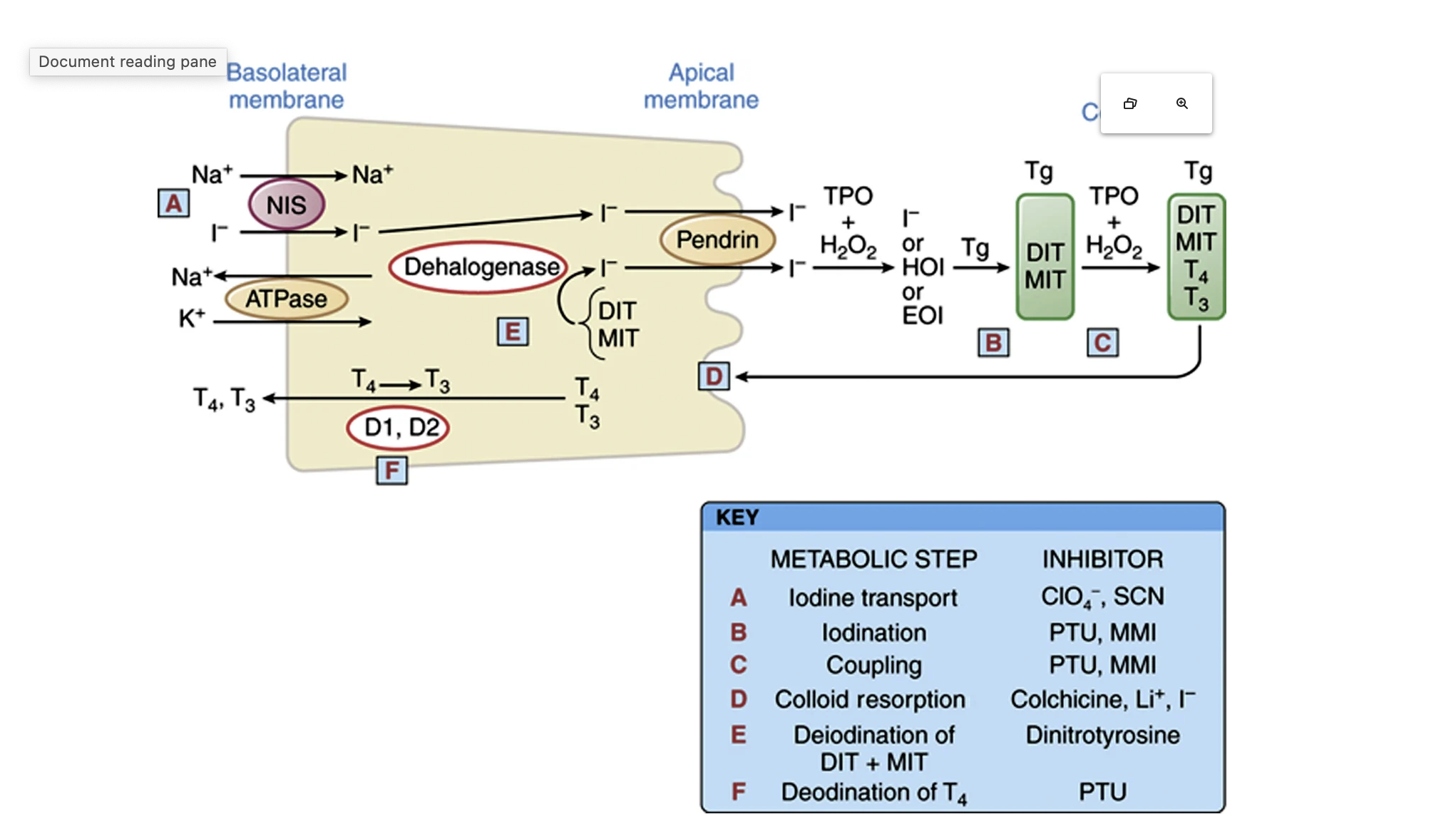 Pendrin Transporter Protein in Thyroid Hormone Synthesis – Rodrigo ...
