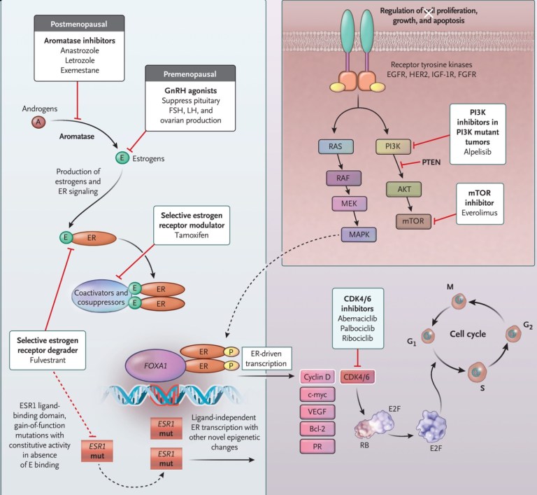 Cyclin-Dependent Kinase 4/6 (CDK4/6) Inhibitors in Early Breast Cancer ...